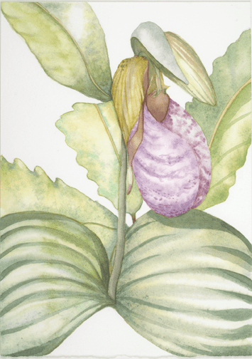 Marcia Mitchell | Watercolors of plants and flowers