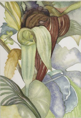 Jack in the Pulpit | Marcia Mitchell